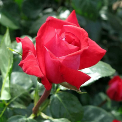 3 x Rose Bush Red Devil - Hybrid Tea Red Rose Bush in a 3L Pot