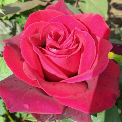 3 x Rose Bush Red Devil - Hybrid Tea Red Rose Bush in a 3L Pot