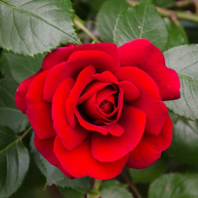3 x Rose Bush Stromboli in 3L Pot - Red Summer Autumn Outdoor Compact ...