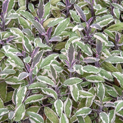 3 x Sage Tricolour Herb Plant in 14cm Pots - Easy to Grow Variegated ...
