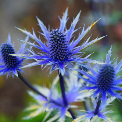 3 x Sea Holly Eryngium planum 'Blue Hobbit' in a 9cm Pot Blue Coastal ...