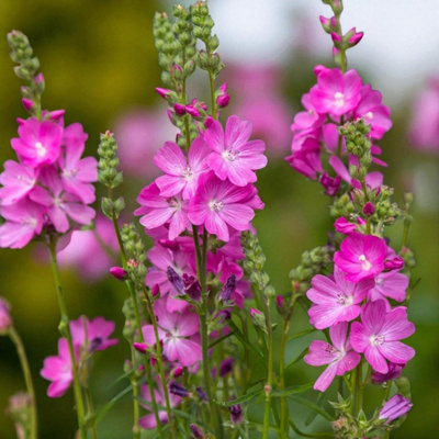 3 x Sidalcea Candy Girl Bare Root Pink Summer Flowering Mallow ...