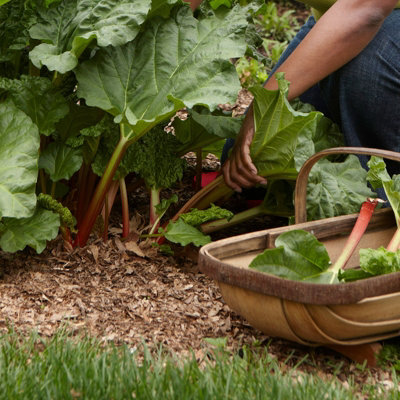 3 x Stockbridge Arrow Rhubarb Crowns - Rheum Rhabarbarum Perennial ...