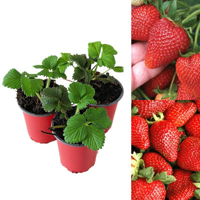 3 x Strawberry Sweetheart Fruit Plants - Hardy Garden Bushes in 9cm Pots