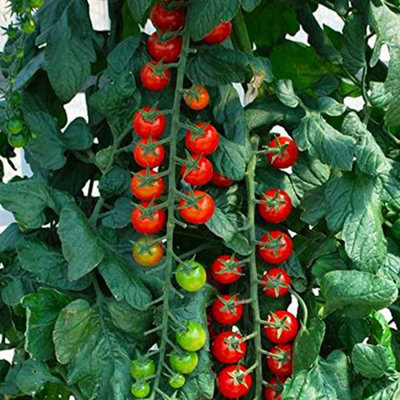 3 x Tomato Plants 'Gardeners Delight'- Growing Plants in 9cm Pots