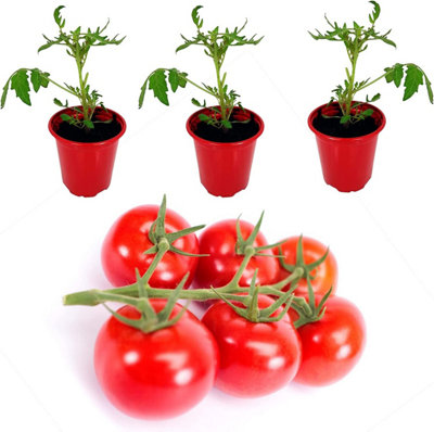 3 X TOMATO PLANTS 'SHIRLEY F1'- GROWING PLANTS IN 9CM POTS - IDEAL FOR ...