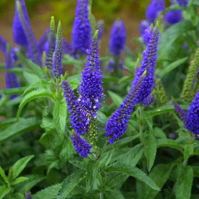 3 x Veronica Blauriesin Bare Root Blue Spiked Speedwell Pollinator ...