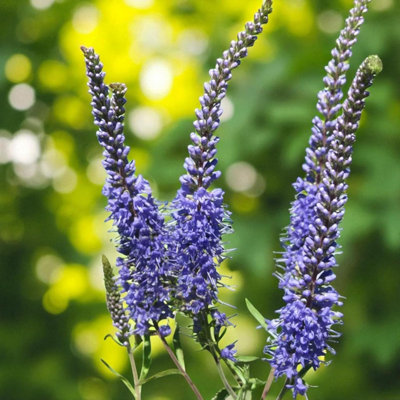 3 x Veronica Blauriesin Bare Root Blue Spiked Speedwell Pollinator ...