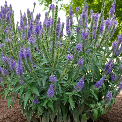 3 x Veronica Blauriesin Bare Root Blue Spiked Speedwell Pollinator ...
