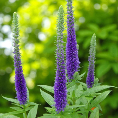 3 x Veronica Blauriesin Bare Root Blue Spiked Speedwell Pollinator ...