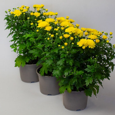 3 x Yellow Chrysanthemum Garden mums in 10.5cm Pots | DIY at B&Q