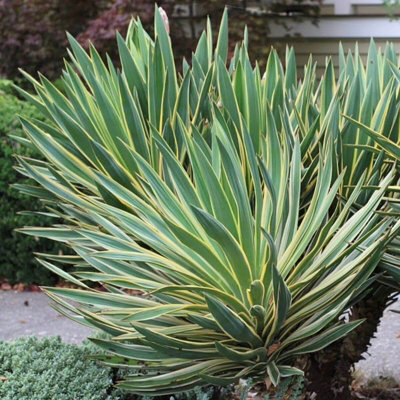 3 x Yucca gloriosa 'Variegata' in 9cm Pots - Amazing Two Tone Foliage
