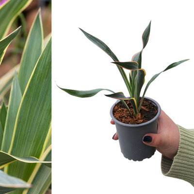 3 x Yucca gloriosa 'Variegata' in 9cm Pots - Amazing Two Tone Foliage