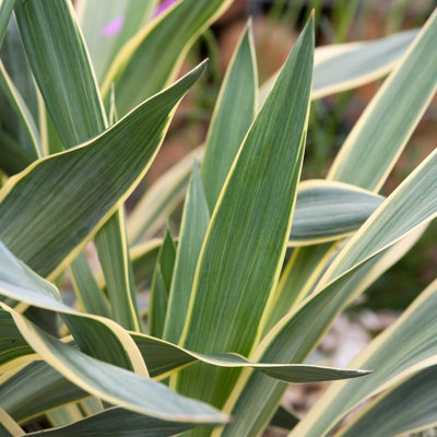 3 x Yucca gloriosa 'Variegata' in 9cm Pots - Amazing Two Tone Foliage