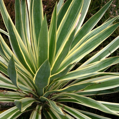 3 x Yucca gloriosa 'Variegata' in 9cm Pots - Amazing Two Tone Foliage