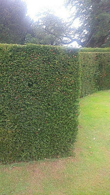 30-40cm Yew (Taxus Baccata) Evergreen Bare Root Hedging Plants - Pack of 10