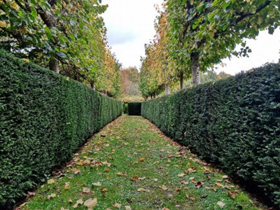 30-40cm Yew (Taxus Baccata) Evergreen Bare Root Hedging Plants - Pack of 10