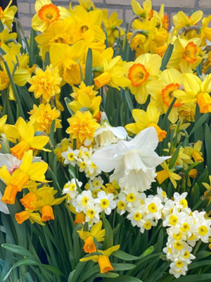 30 Dwarf Daffodil Bulbs Scented Mix Spring Flowering Bulbs 8/10 Mini ...