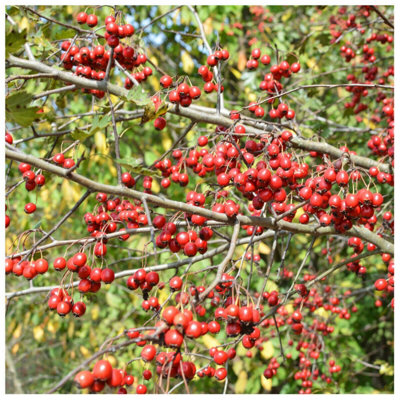 30 Hawthorn Hedging Plants 20-30cm Tall In 1L Pots ,Wildlife Friendly ...