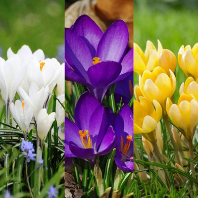 30 x Crocus Spring Bulb Mix - Mixed Early Flowering Perennials - UK ...