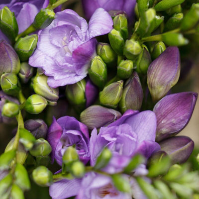 30 x Freesia Double Blue Summer Bulbs - Fragrant Herbaceous Perennial Corms - Grow in Beds ...
