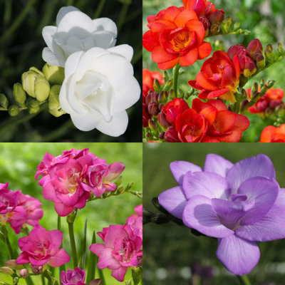 30 x Freesia Double Mixed Summer Bulbs - Highly Fragrant Herbaceous ...