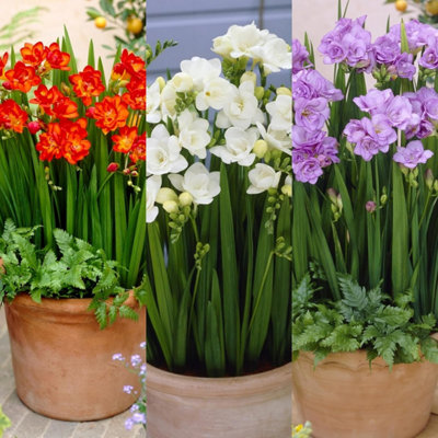 30 x Freesia Double Traditional Mix Summer Bulbs - Highly Fragrant ...