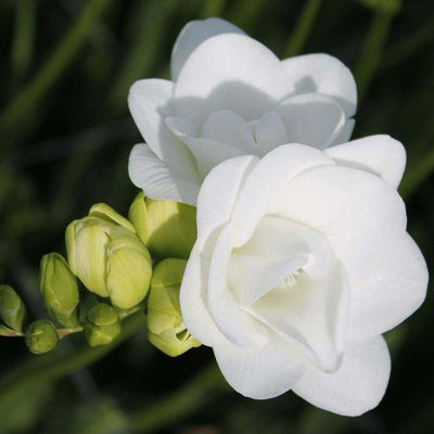 30 x Freesia Double White Summer Bulbs - Fragrant Herbaceous Perennial ...