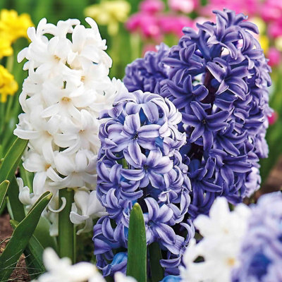 30 x Hyacinth Spring Bulbs Rhapsody in Blue Mix - Highly Fragrant ...