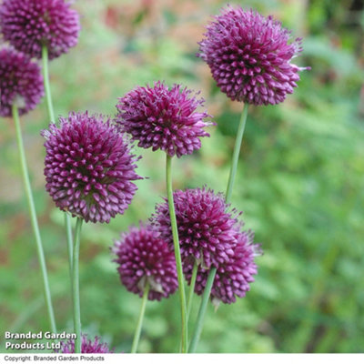 300 Fantastic Spring Flowering Bulbs - Ideal for Patio Containers ...