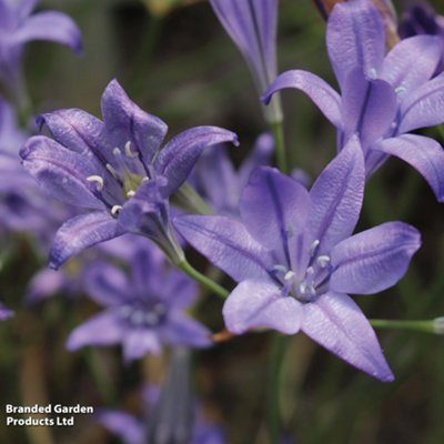 300 Fantastic Spring Flowering Bulbs - Ideal for Patio Containers ...
