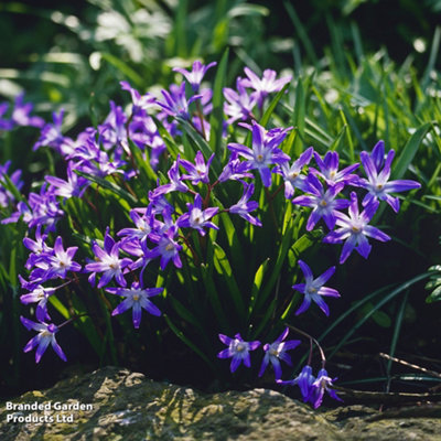 300 Fantastic Spring Flowering Bulbs - Ideal for Patio Containers ...