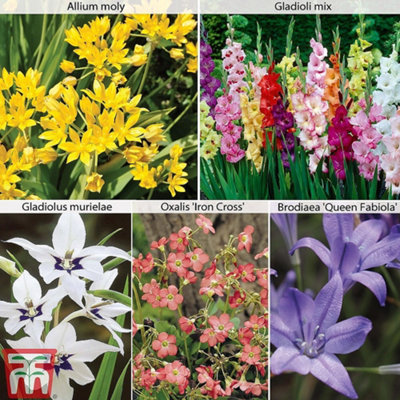 300 Mixed Summer Flowering Bulb Collection - Summer Colour for Garden Borders, Pots, Containers ...