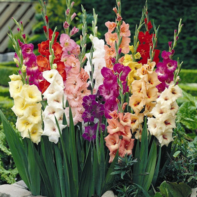 300 Mixed Summer Flowering Bulb Collection - Summer Colour for Garden Borders, Pots, Containers ...