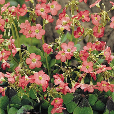 300 Mixed Summer Flowering Bulb Collection - Summer Colour for Garden Borders, Pots, Containers ...