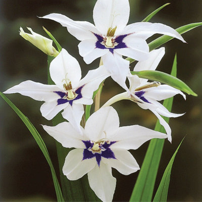 300 Mixed Summer Flowering Bulb Collection - Summer Colour for Garden Borders, Pots, Containers ...