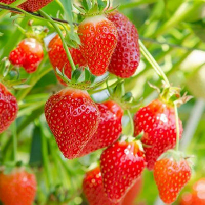 36 X STRAWBERRY HAPIL BARE ROOTS - HIGH YIELDING FRUIT PLANTS FOR BEGINNERS
