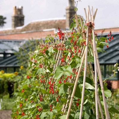 3FT BAMBOO CANES PACK OF 40 GARDEN SUPPORT STAKES FOR PLANTS TREES ...