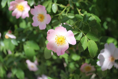 3ft Dog Rose (Rosa Canina) Field Grown Bare Root Hedging Plants Tree ...