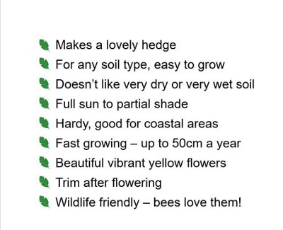 3ft Forsythia (Spectabilis) Field Grown Bare Root Hedging Plants Tree ...