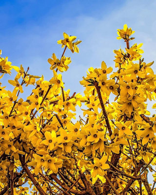 3ft Forsythia (Spectabilis) Field Grown Bare Root Hedging Plants Tree ...