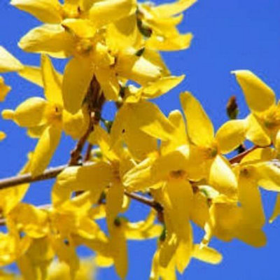 3ft Forsythia (Spectabilis) Field Grown Bare Root Hedging Plants Tree ...
