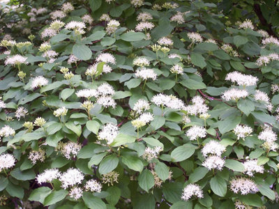 3ft Native Hedging Dogwood (Cornus Sanguinea) Bare Root Hedging Plants ...
