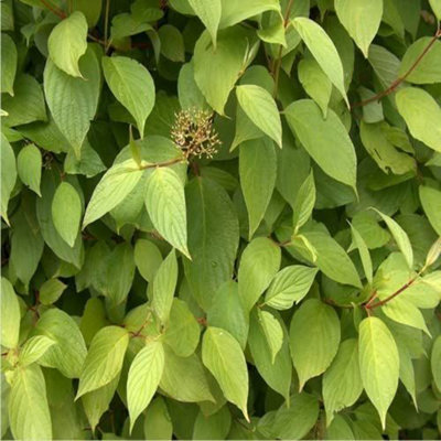 3ft Native Hedging Dogwood (Cornus Sanguinea) Bare Root Hedging Plants ...