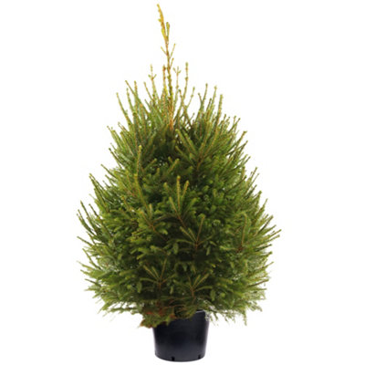 3ft Norway Spruce Pot Grown Christmas Tree - Real Living Potted Plant