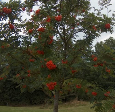 3ft Rowan (Sorbus Acuparia) Mountain Ash Native Hedge Plants Bare Root ...