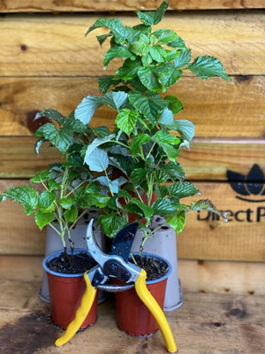 3x Potted Patio Dwarf Raspberry Sweet Sunshine Fruit Plants Summer ...