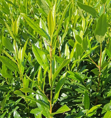 4-5ft Laurel (Prunus Laurocerasus) Large Multi-stemmed Bushy Bare Root ...