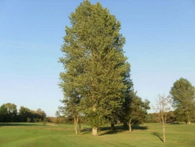 4-5ft Poplar (Populus N) Field Grown Bare Root Hedging Plants Tree ...