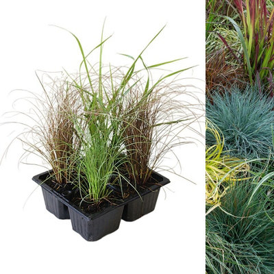 Buy 4 Pack Ornamental Grass Mix - Patio & Garden Decorative Grasses at B&Q